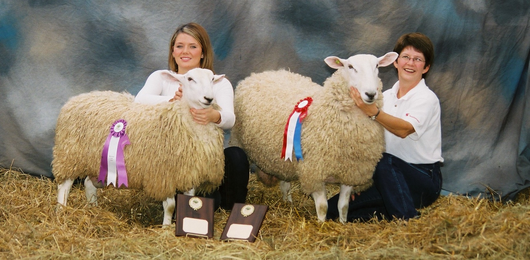 Show Ring & Sires | Brook Ridge Farm