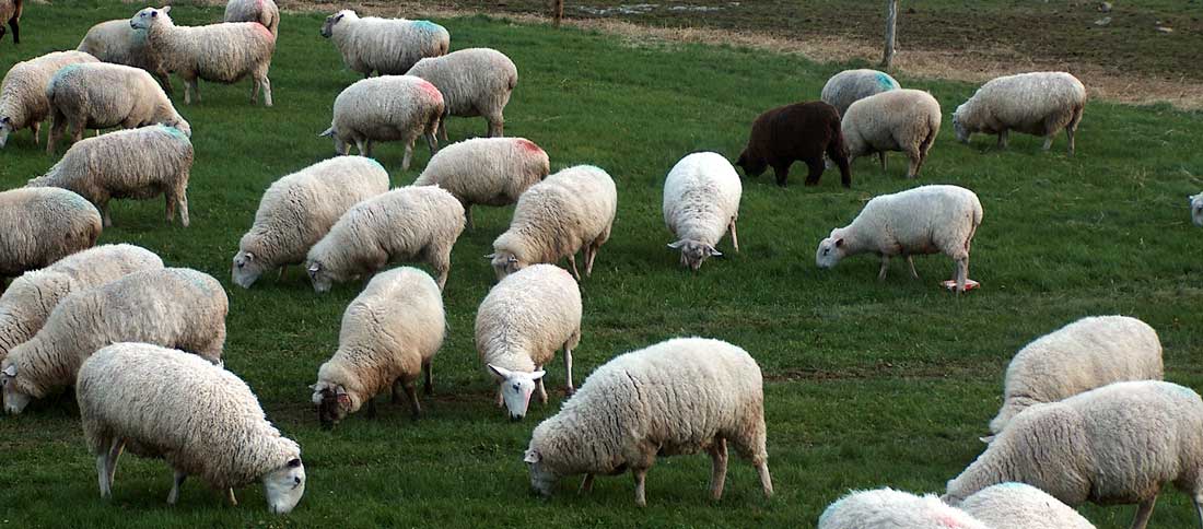 Canadian Verified Sheep Program | Brook Ridge Farm