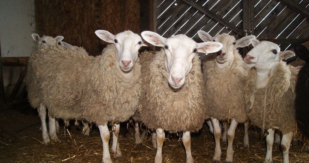 Show Ring & Sires | Brook Ridge Farm