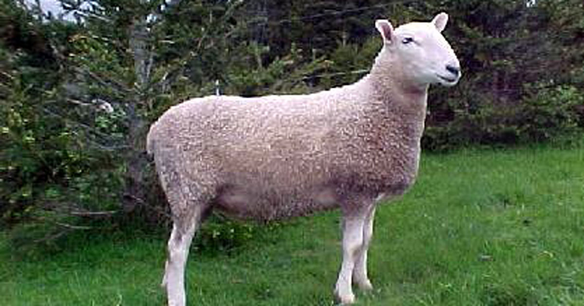 Market Lambs | Brook Ridge Farm